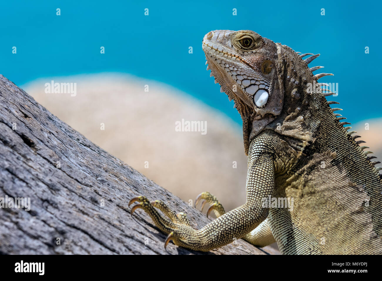 Lizards of mexico hi-res stock photography and images - Alamy