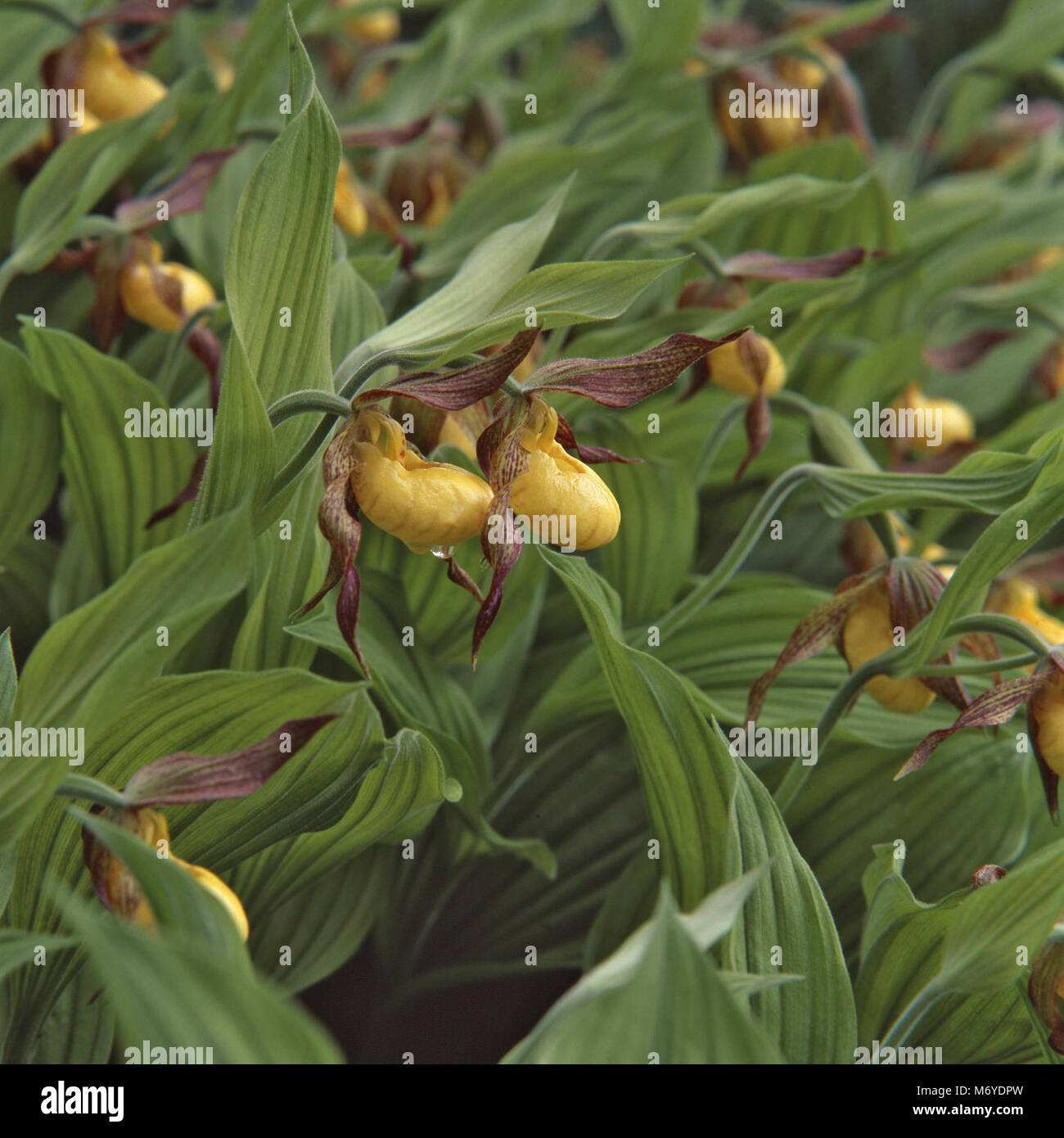 Yellow Lady Slipper Orchid Stock Photo - Alamy