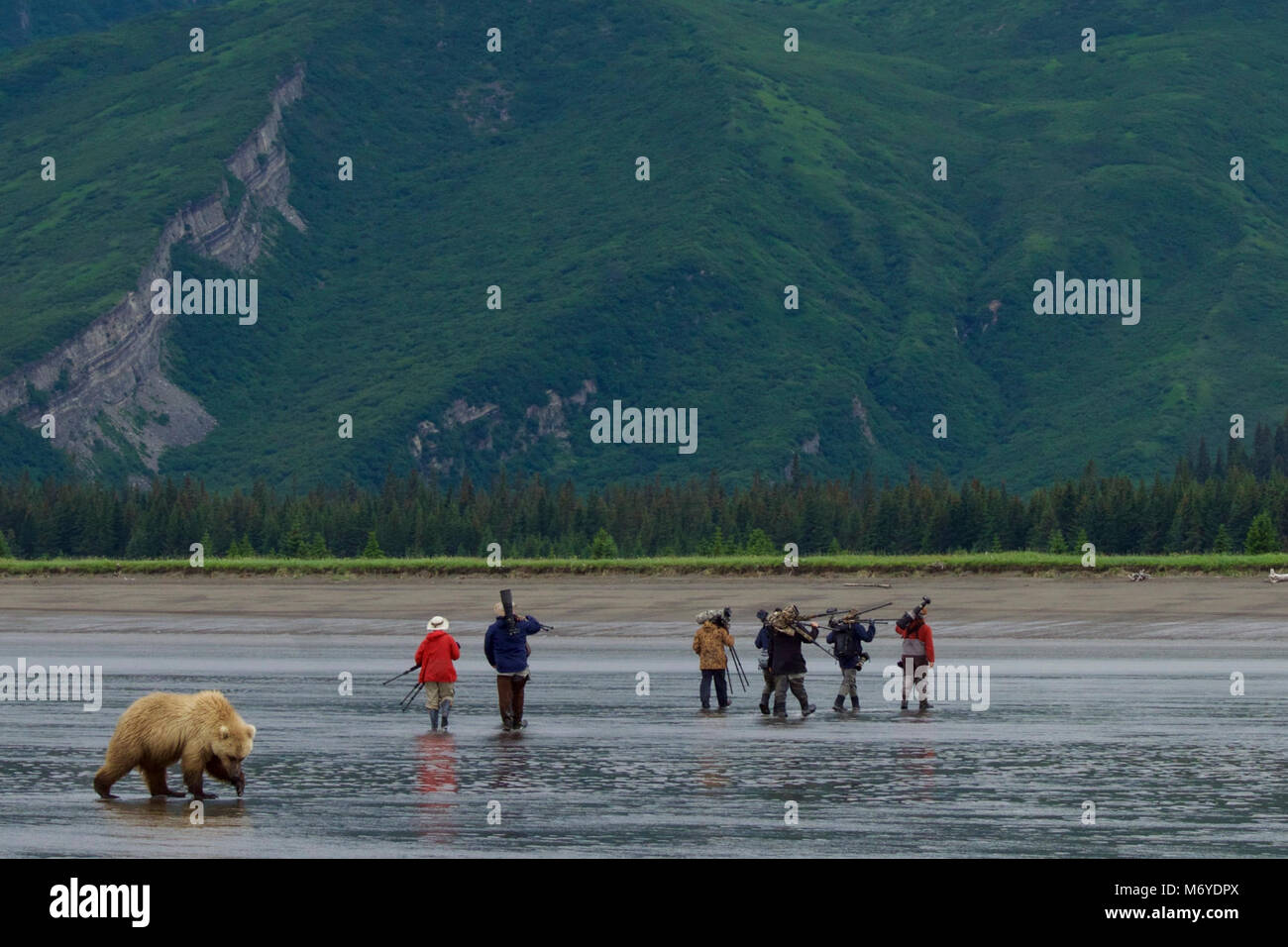 Yield to bears . A group of Stock Photo - Alamy