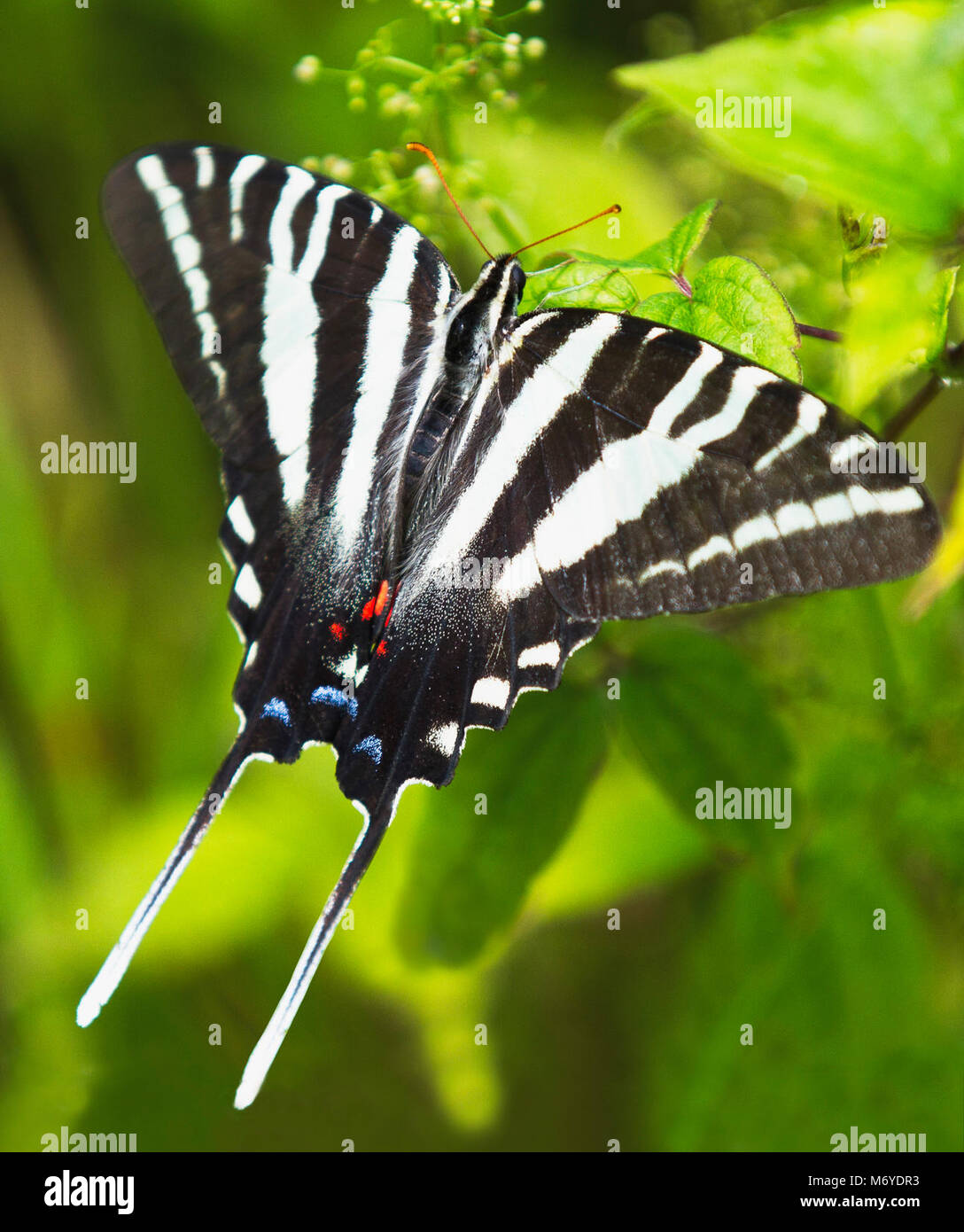 Zebra Swallowtail Stock Photo - Alamy