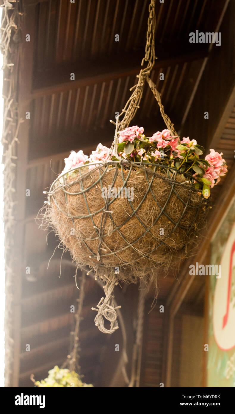 Beautiful colorful natural spring flowers in flower pot Stock Photo - Alamy