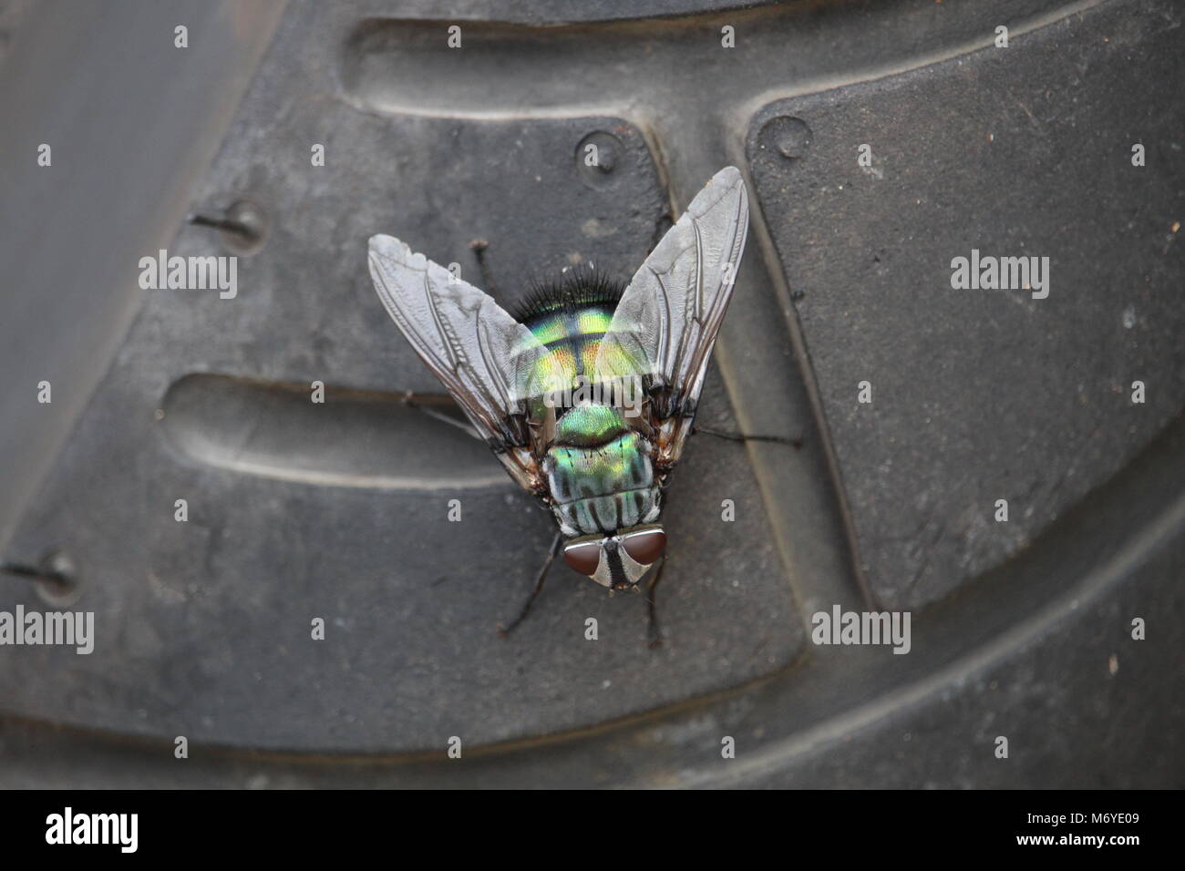 Bristle Fly (Tachinidae) on tyre, South Australia Stock Photo - Alamy