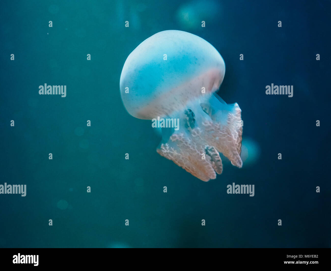 Small octopus swimming close up Stock Photo - Alamy