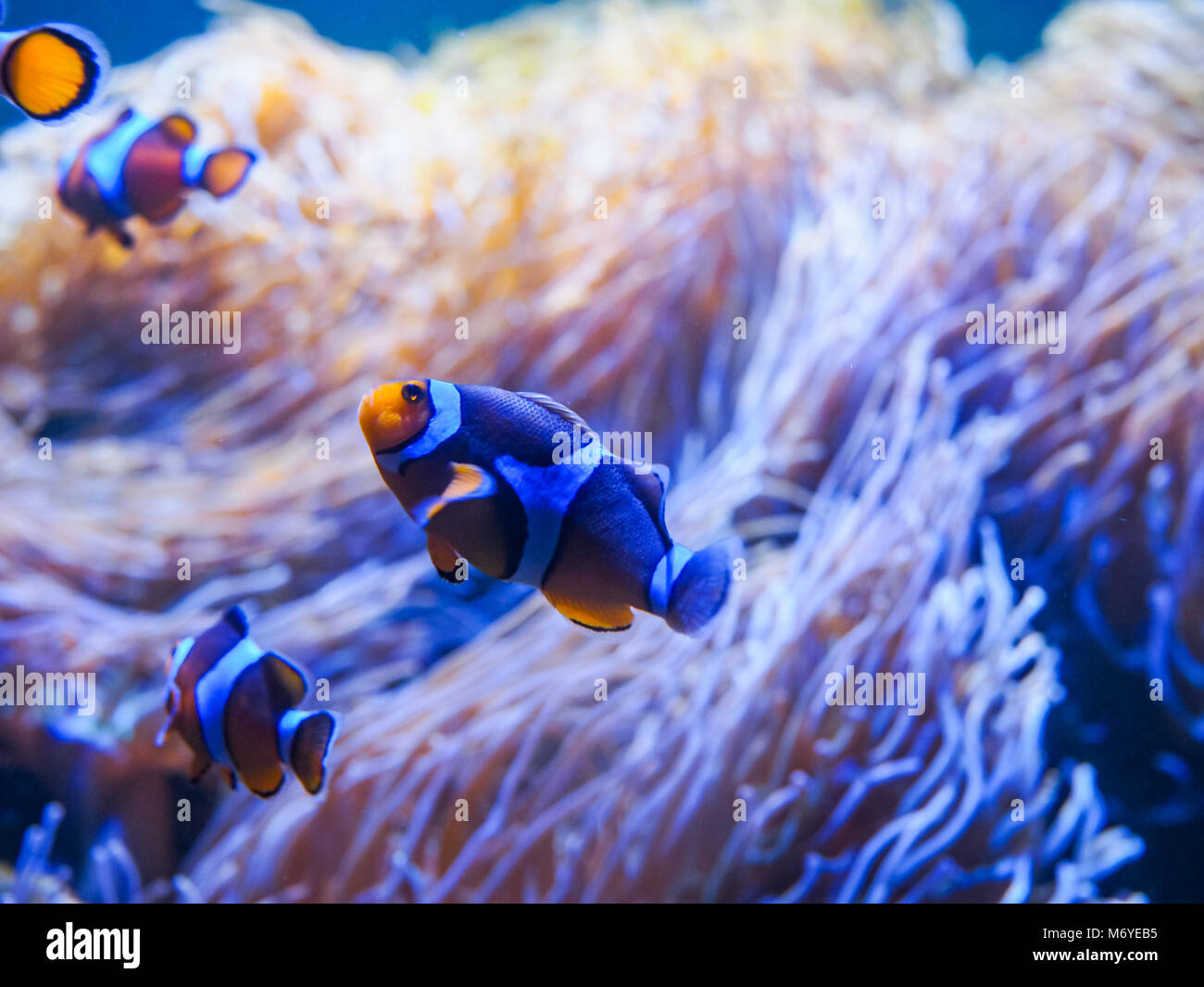 Orange clownfishes hi-res stock photography and images - Alamy
