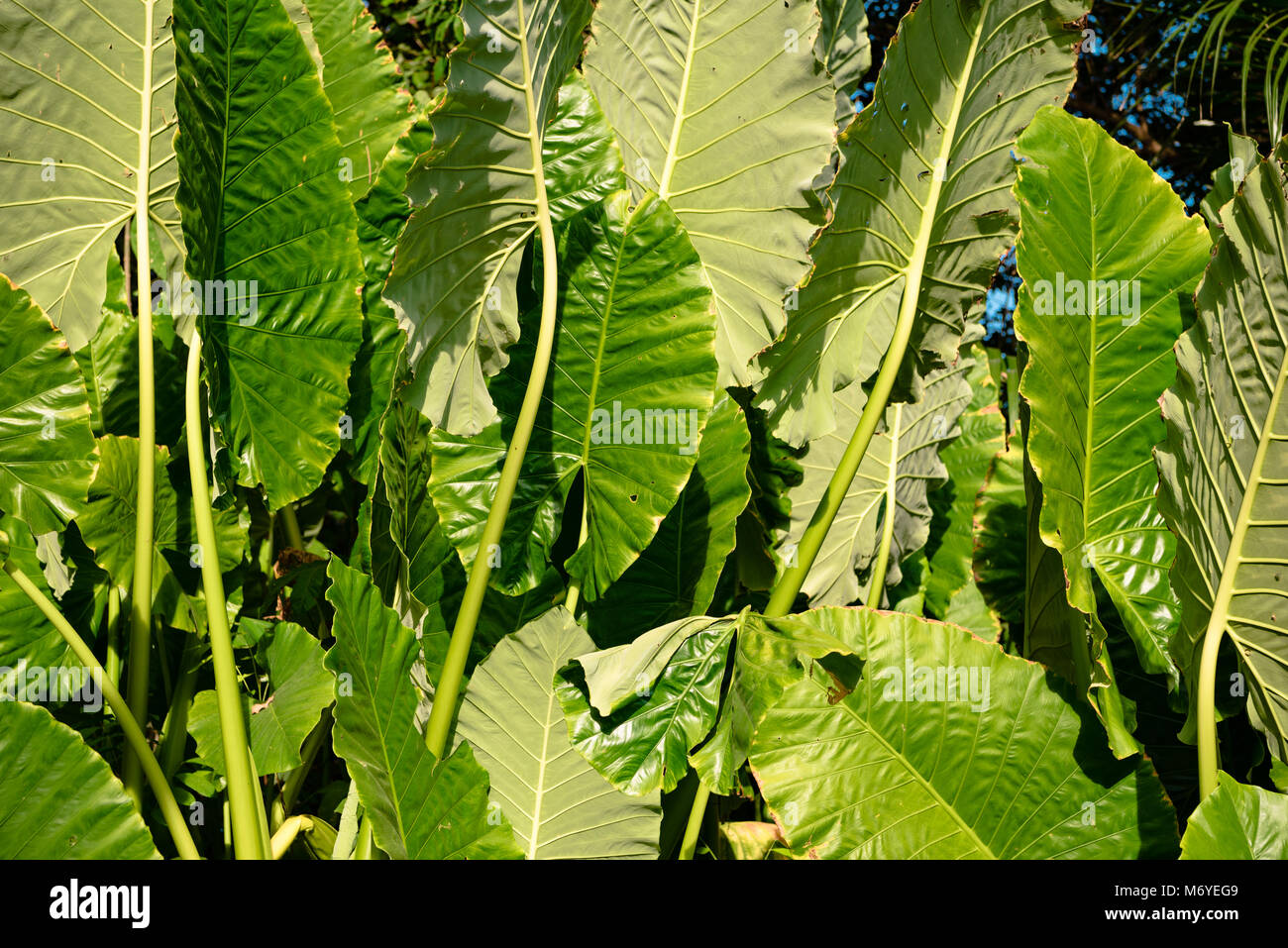 Big green bush plants hi-res stock photography and images - Alamy