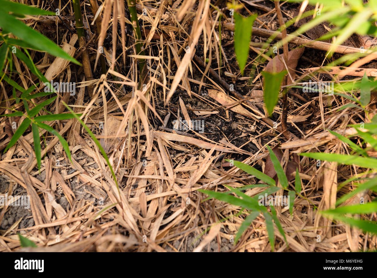 Dry climate botany hi-res stock photography and images - Alamy