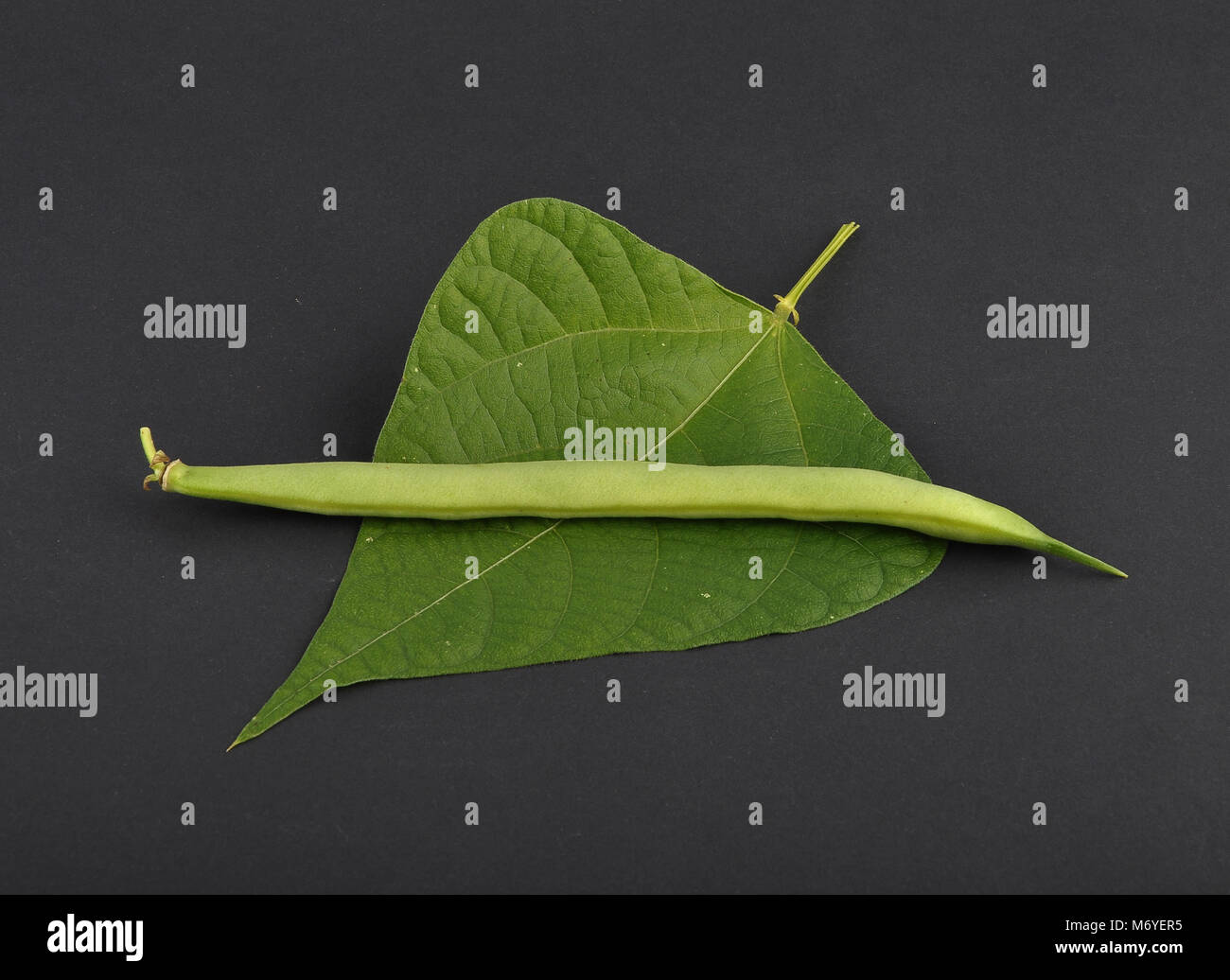 Common bean with leaf on black background Stock Photo - Alamy