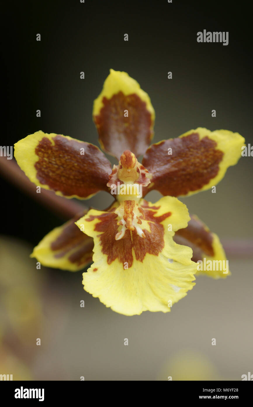Single flower of the orchid Oncidium 'Splinter' Normans Bay Stock Photo ...