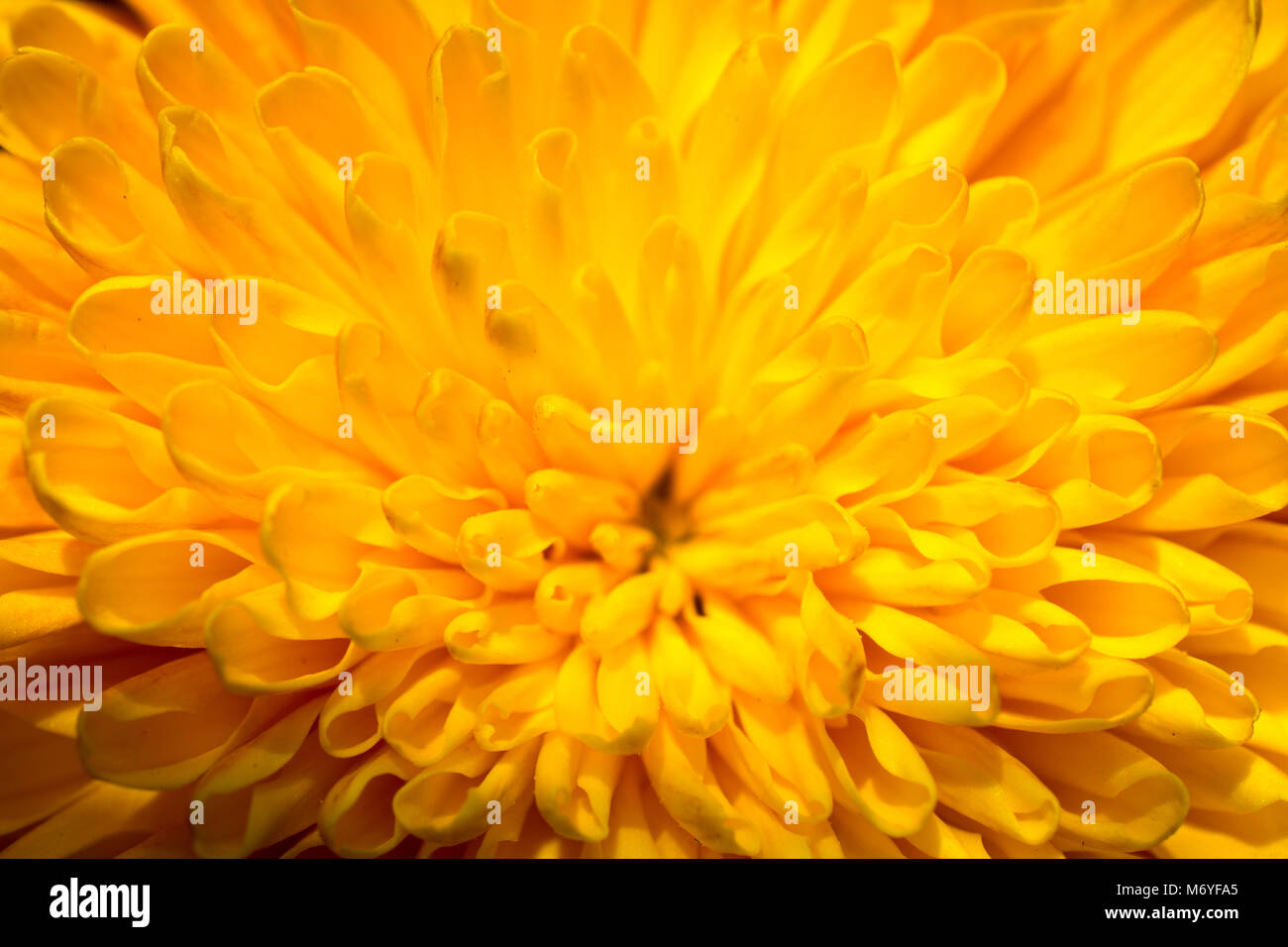 Beautiful colorful natural spring flowers in macro view Stock Photo - Alamy