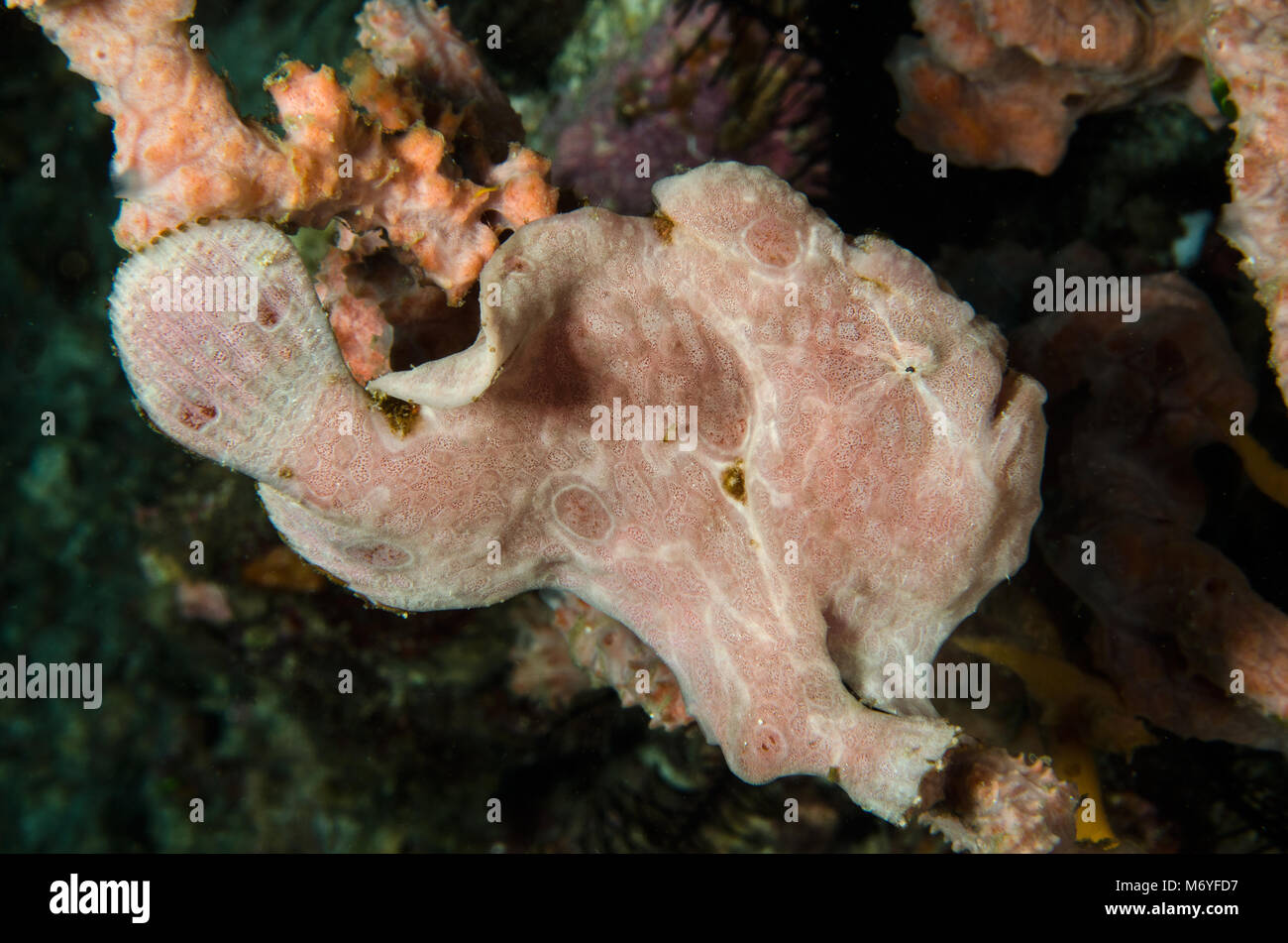 Giant Frogfish, Antennarius commersoni, Antennarididae, Anilao ...