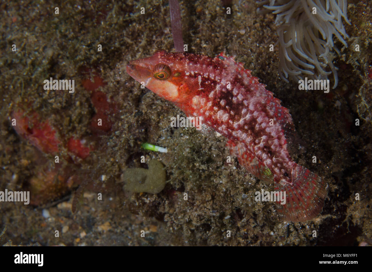 Cockerel wrasse, Pteragogus enneacanthus, Labridae, Anilap, Philippines ...