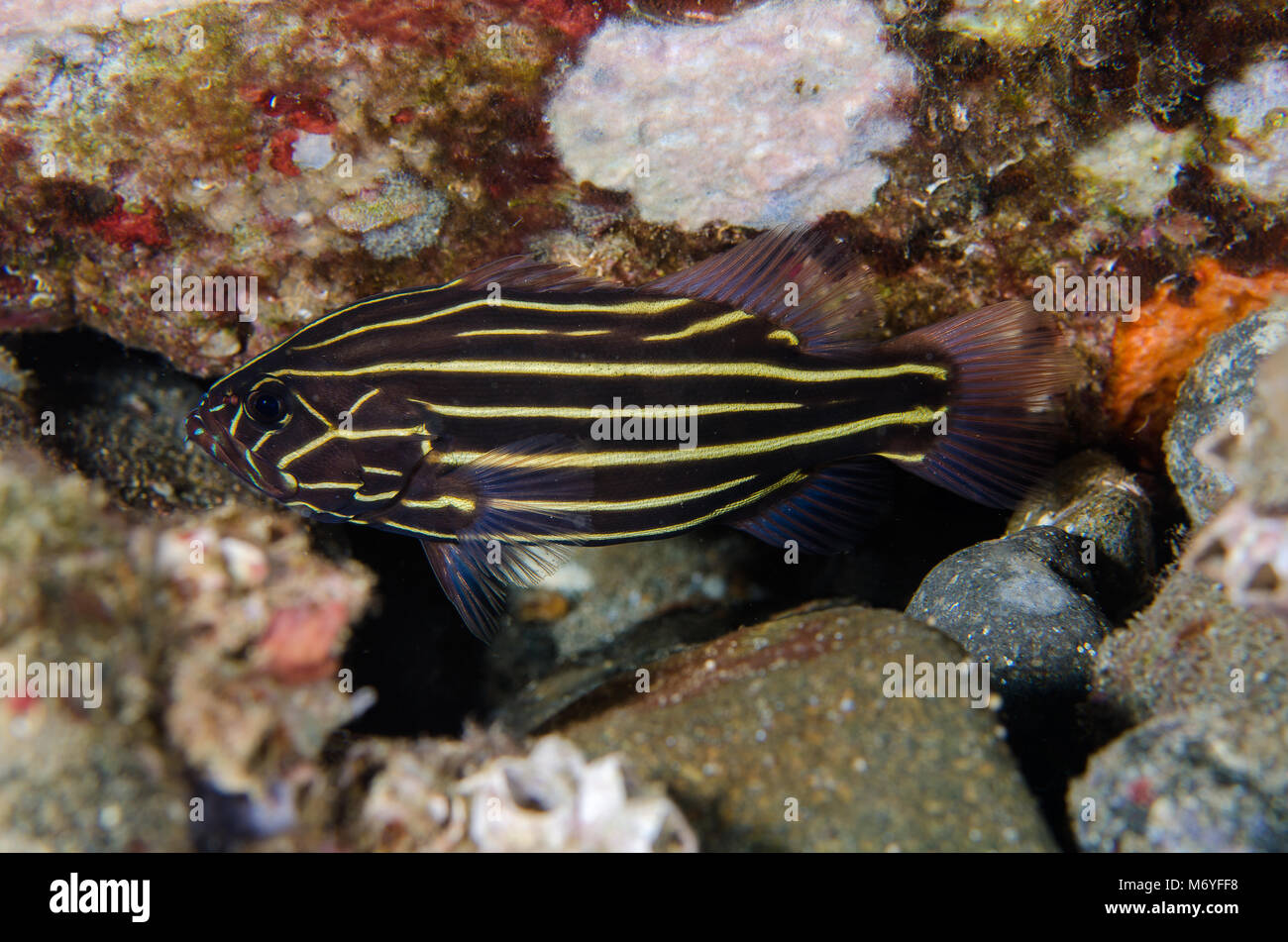 Grammistes hi-res stock photography and images - Alamy