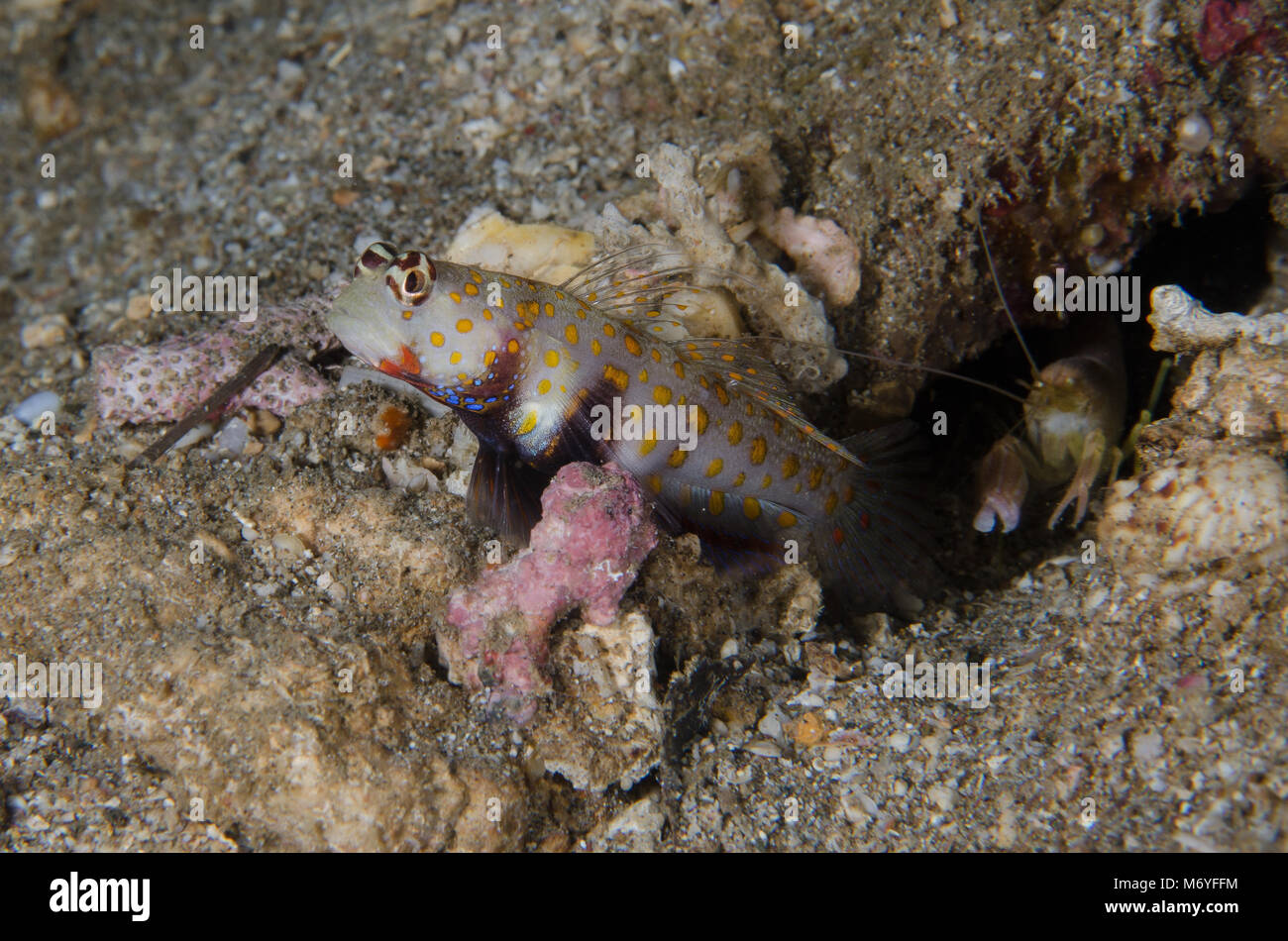 Spotted Shrimpgoby, Amblyeleotris guttata, Gobiidae, Anilao ...
