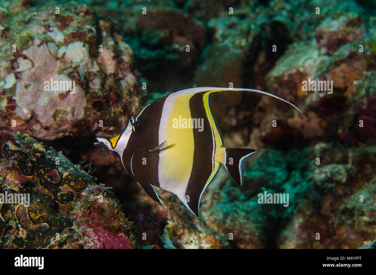 Moorish idol, Zanclus cornutus, Zanclidae, Anilao, Philippines, Asia ...