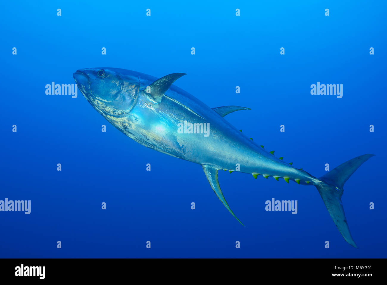 Yellowfin tuna,Thunnus albacares,Cocos Island,Costa Rica,Pacific Ocean ...
