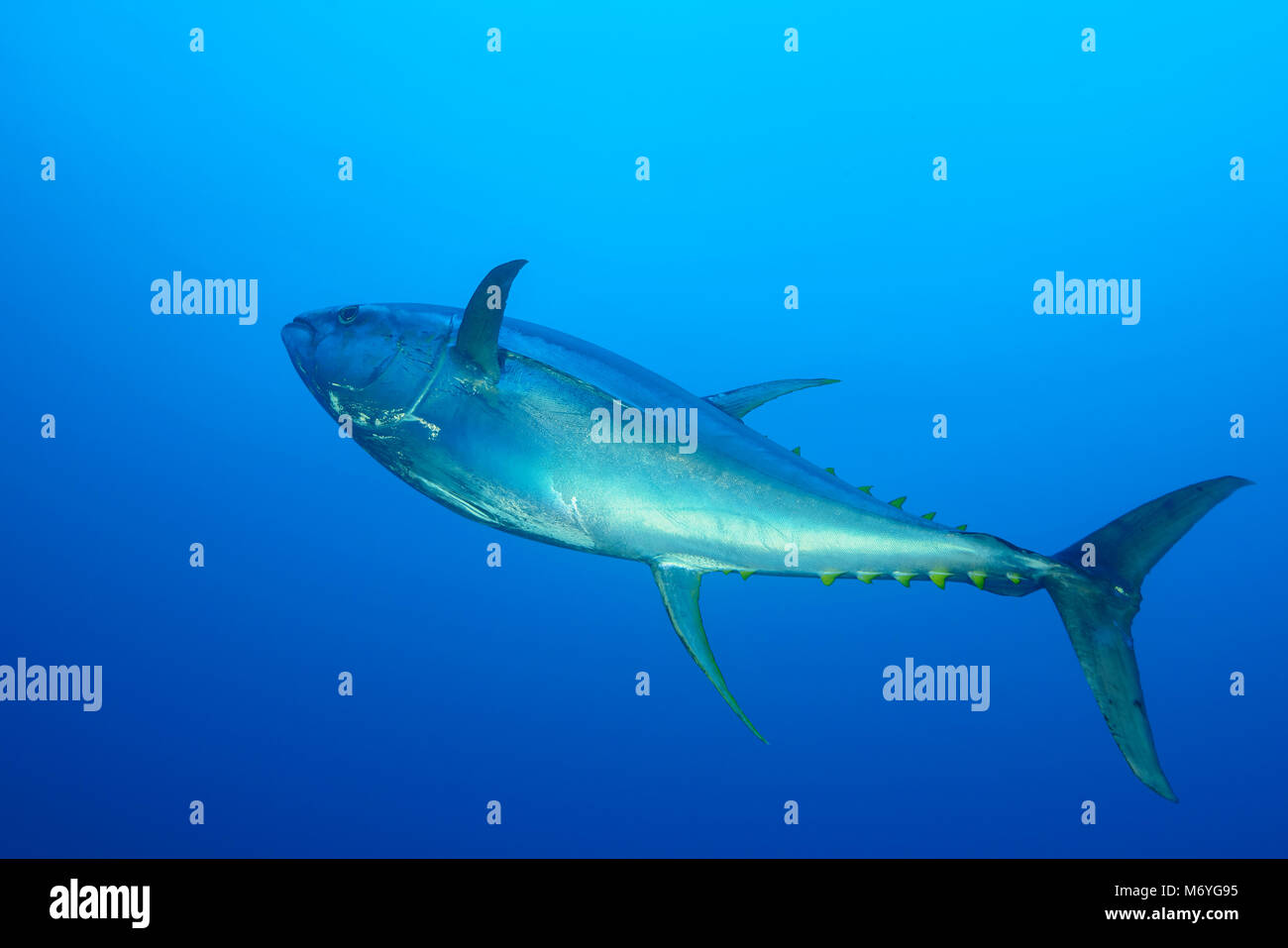 Yellowfin tuna,Thunnus albacares,Cocos Island,Costa Rica,Pacific Ocean ...