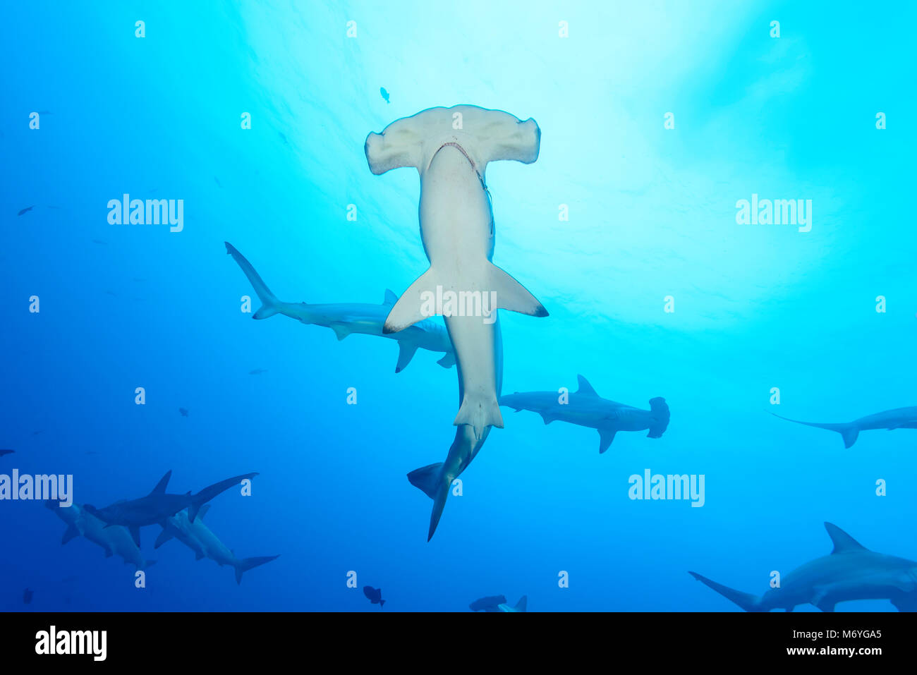 Scalloped hammerhead shark,Sphyrna lewini,schooling sharks,Cocos Island ...