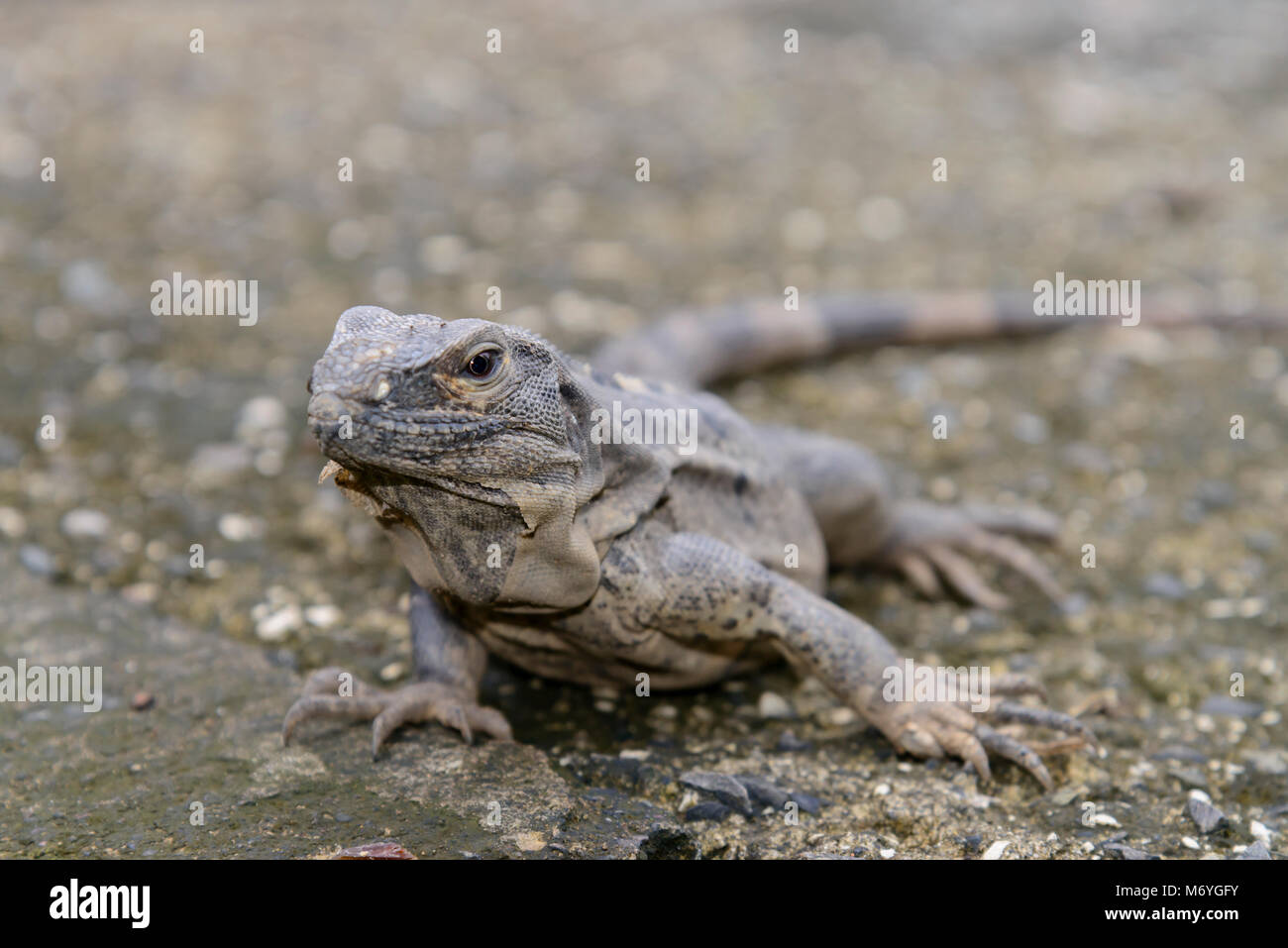 Similis hi-res stock photography and images - Alamy