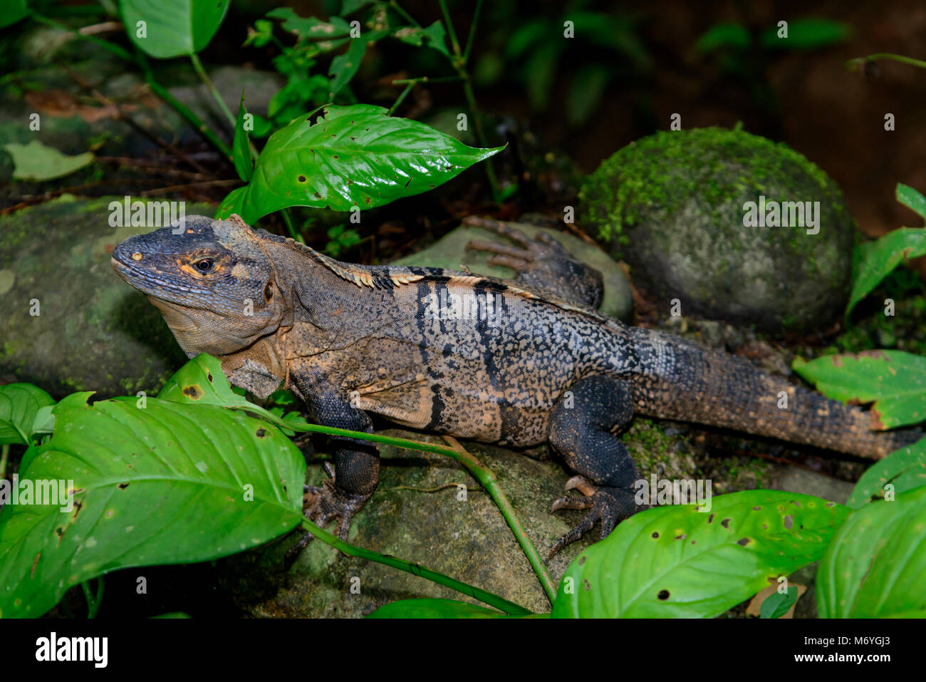 Black Iguana, Ctenosaura similis, Costa Rica, Carara National Park ...