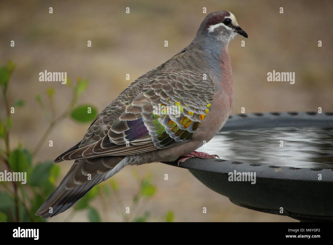 Common Bronzewing Pigeon (Phaps chalcoptera) at birdbath, South ...