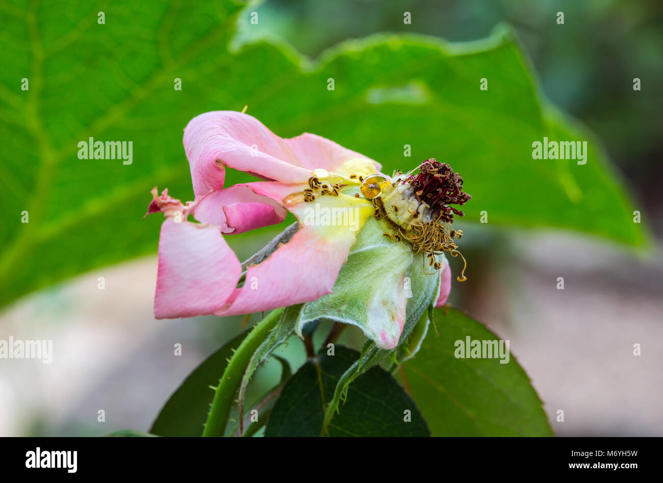 Pink rose opened Stock Photo - Alamy