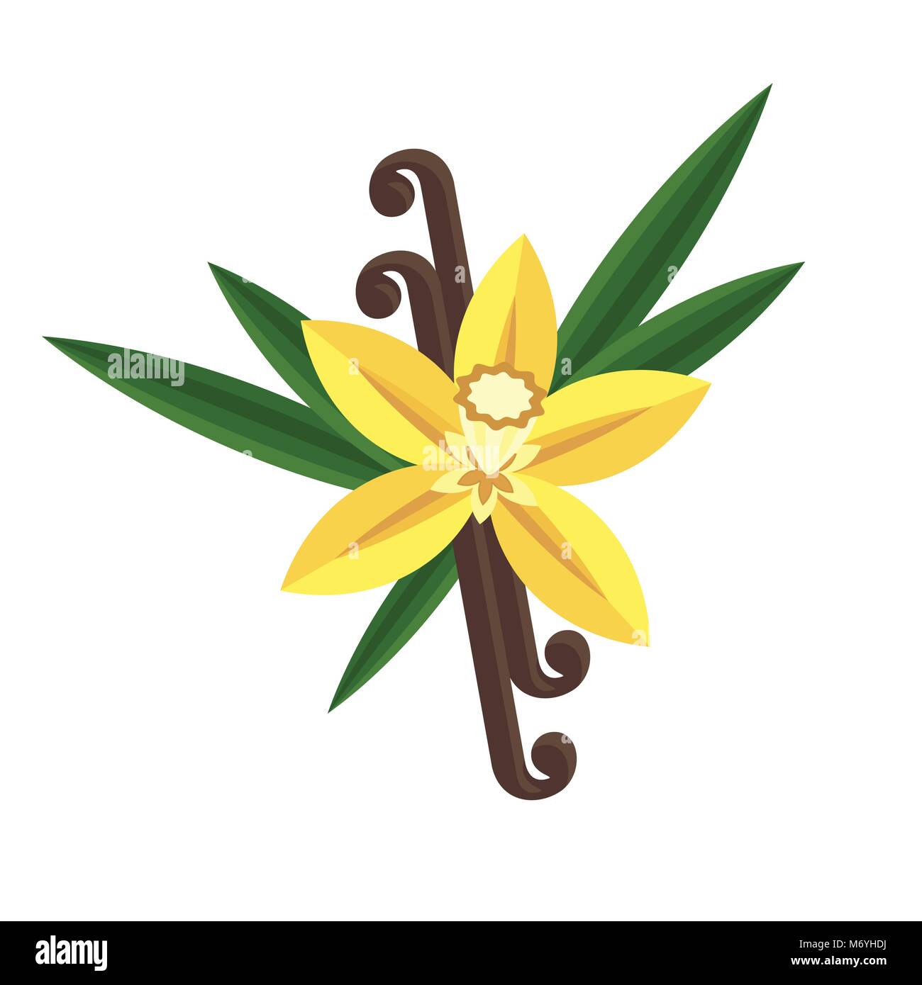 vanilla flower flat illustration Stock Vector Image & Art - Alamy