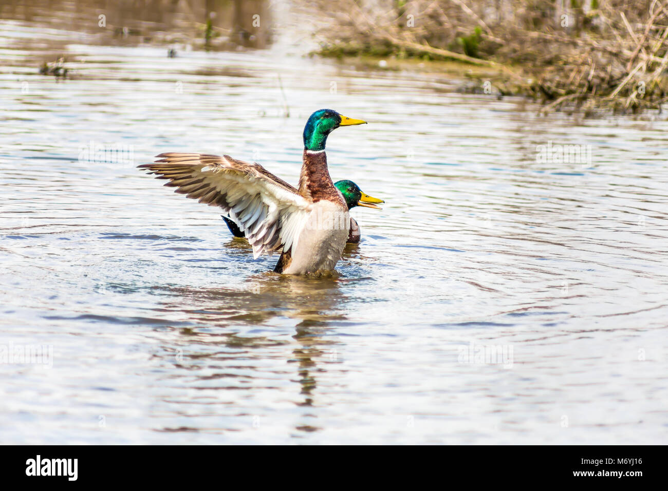 Male mallard duck in the water Stock Photo - Alamy