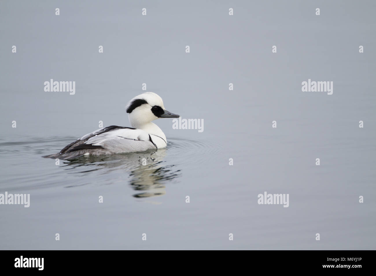Drake Smew (Mergellus Albellus Stock Photo - Alamy