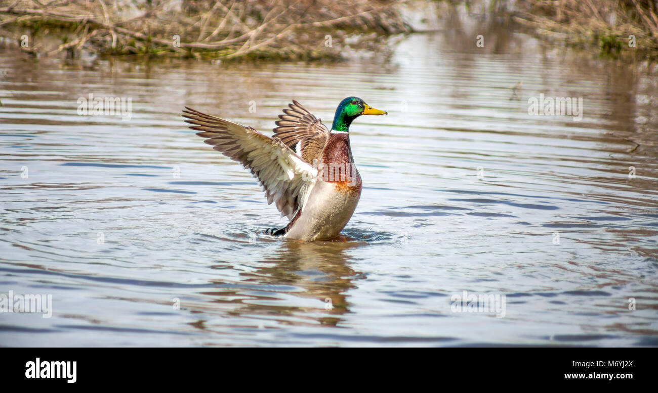 Two male mallards swim hi-res stock photography and images - Alamy