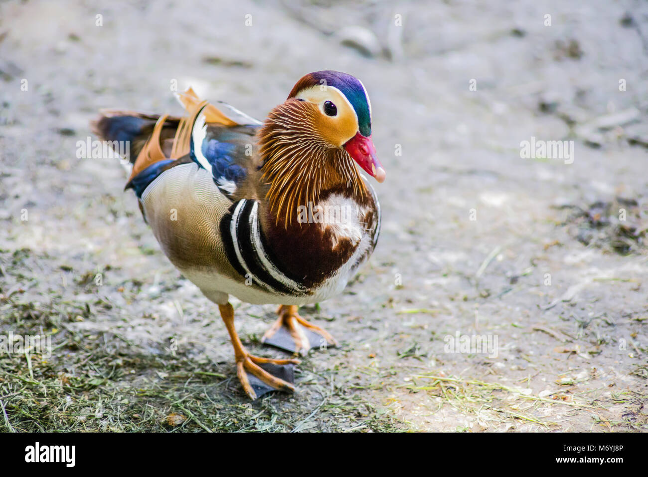 Beautiful mandarin ducks hi-res stock photography and images - Alamy