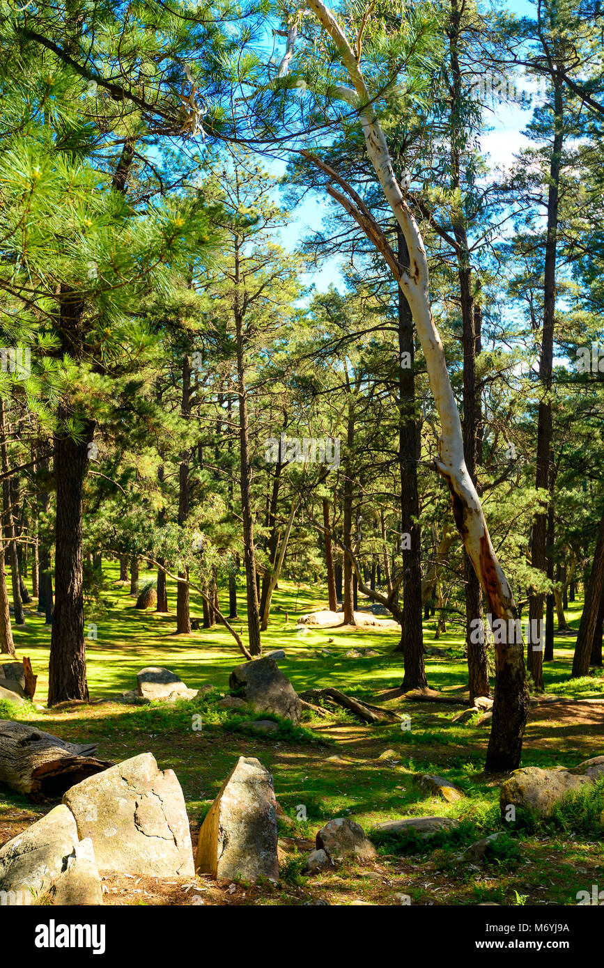 Mount Crawford Forest Reserve on a day, South Australia Stock Photo - Alamy