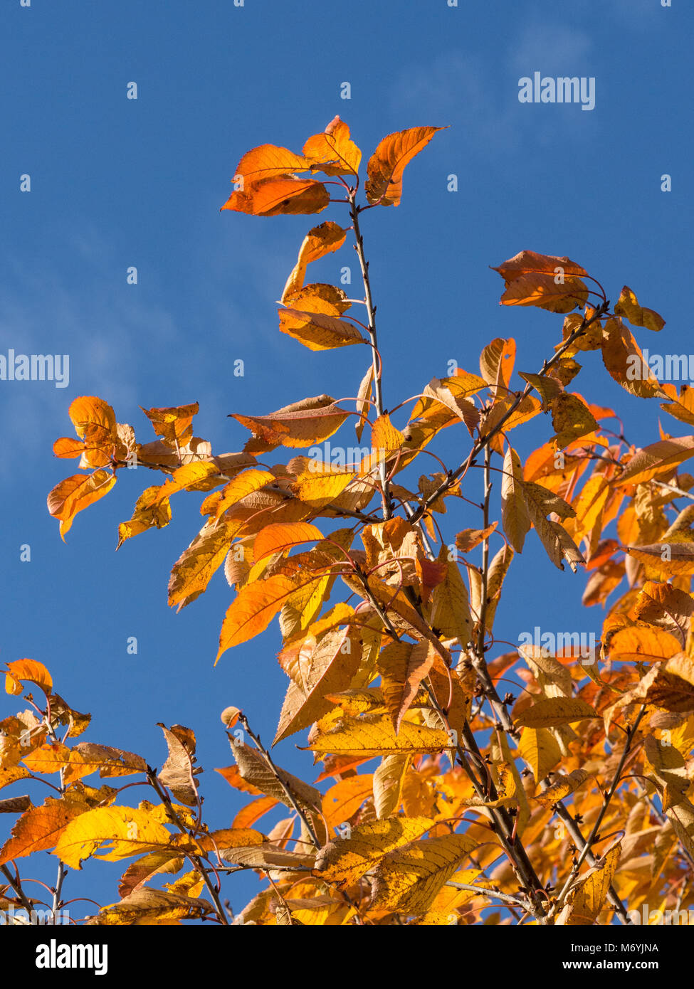 Deep russet colour hi-res stock photography and images - Alamy