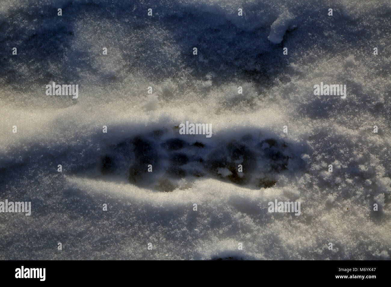 Badger paw hi-res stock photography and images - Alamy