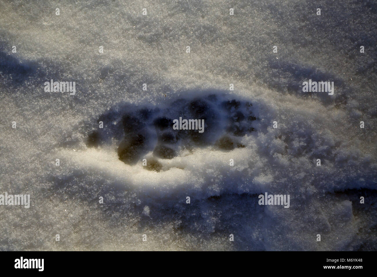 Badger paw hi-res stock photography and images - Alamy