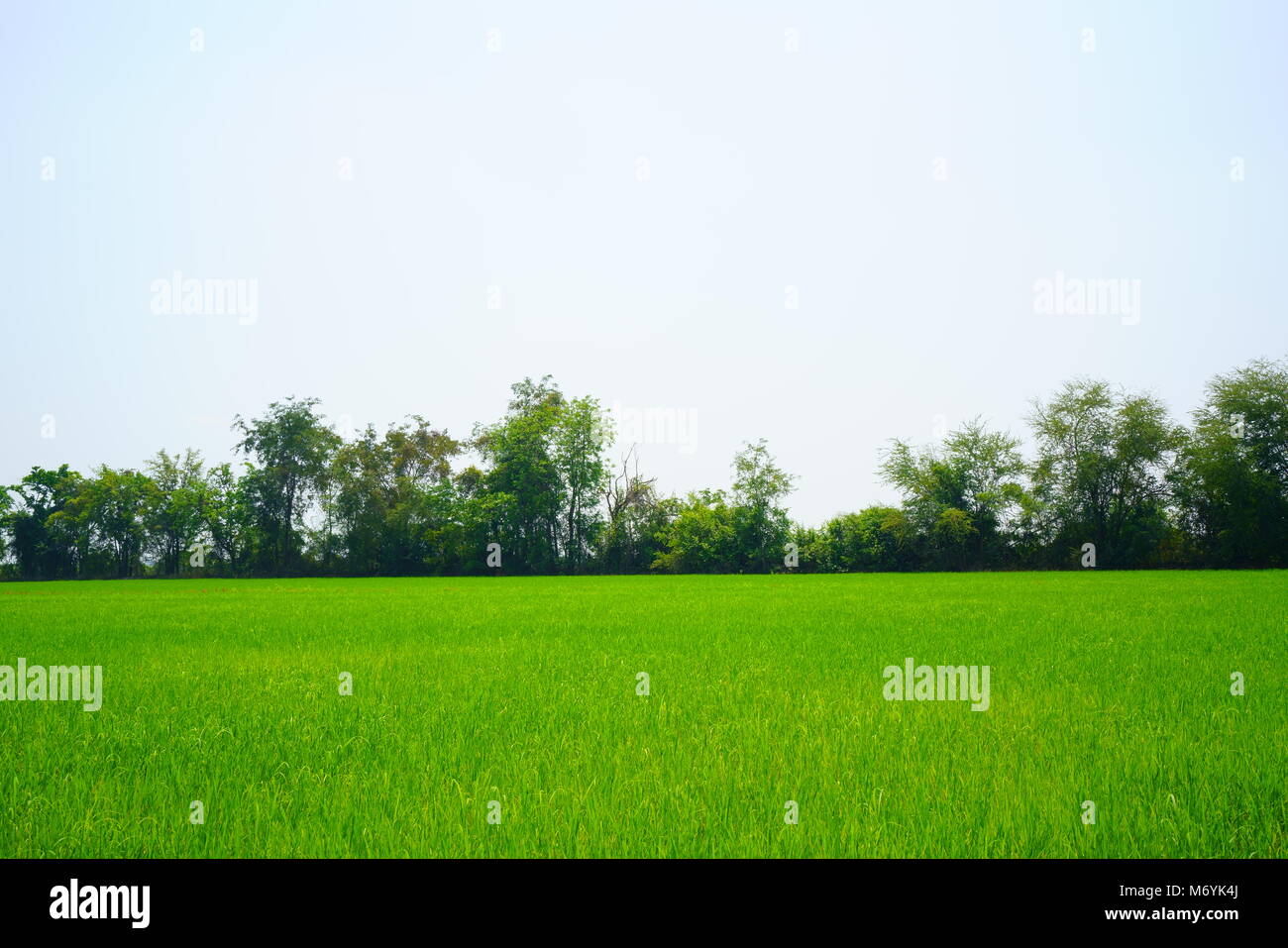 Wide Green grass and Sky Stock Photo - Alamy