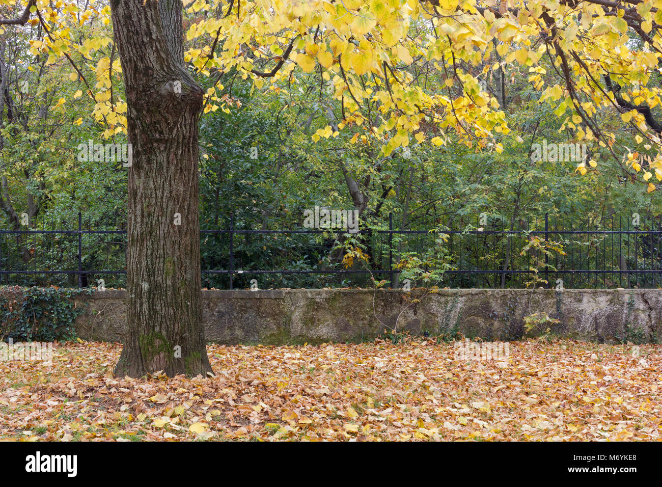 Under the linden tree in autumn in the garden Stock Photo - Alamy