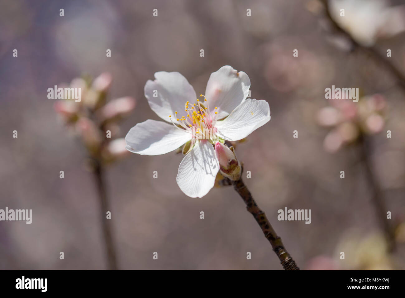 Old almond tree in hi-res stock photography and images - Alamy