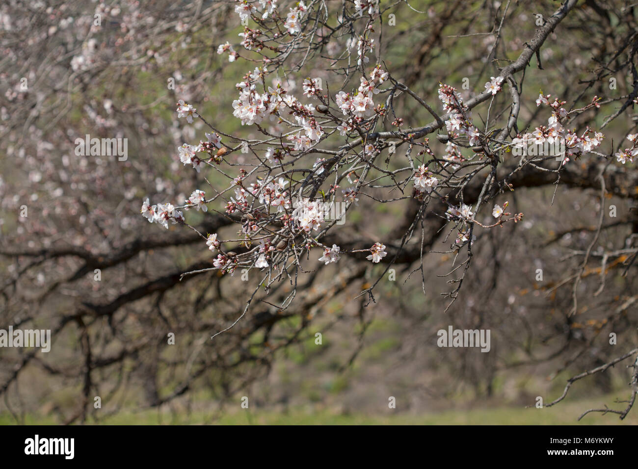 flowering almonds backgound, old tree Stock Photo - Alamy