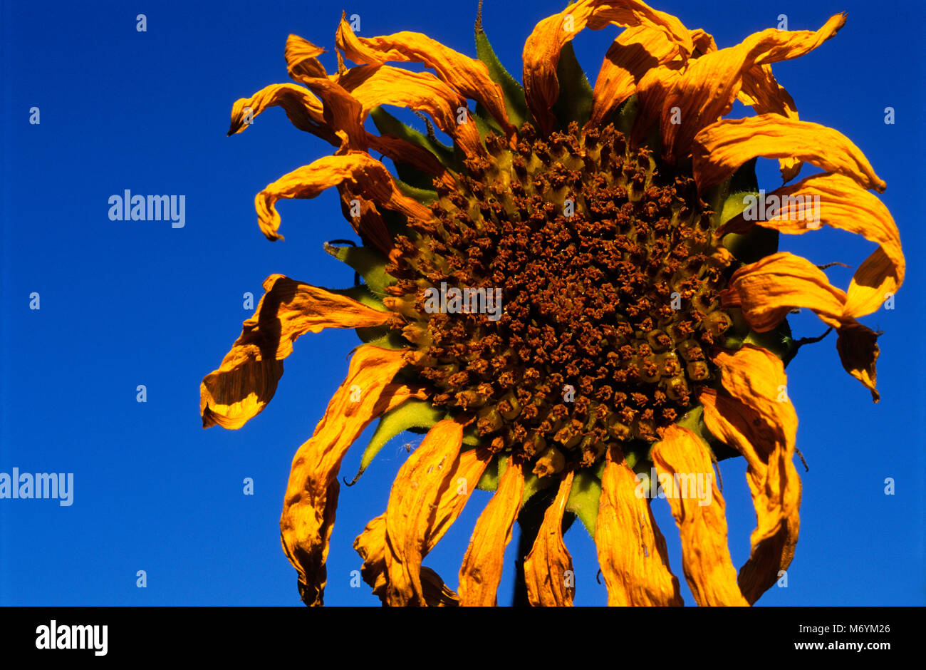 Dying Sunflower, England, UK Stock Photo - Alamy