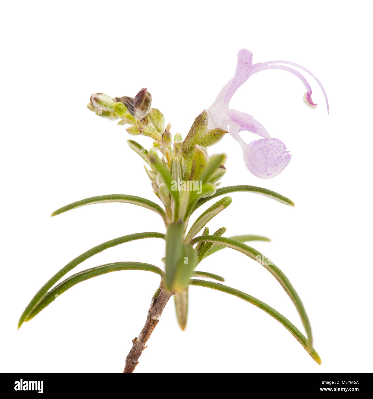 flowering rosemary twig isolated on white background Stock Photo - Alamy