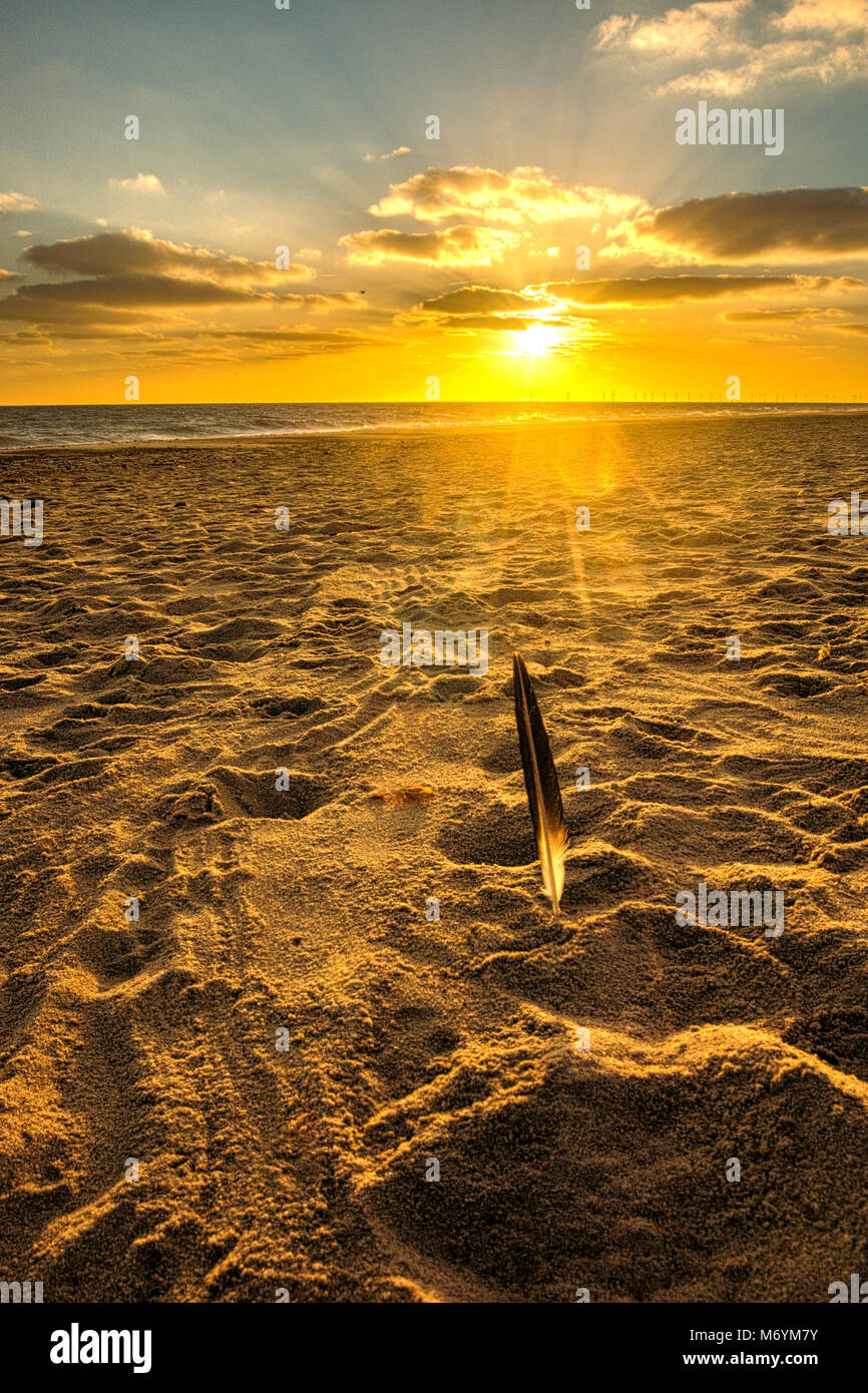 A feather poking out of the sand in a deserted beach at sunrise Stock ...