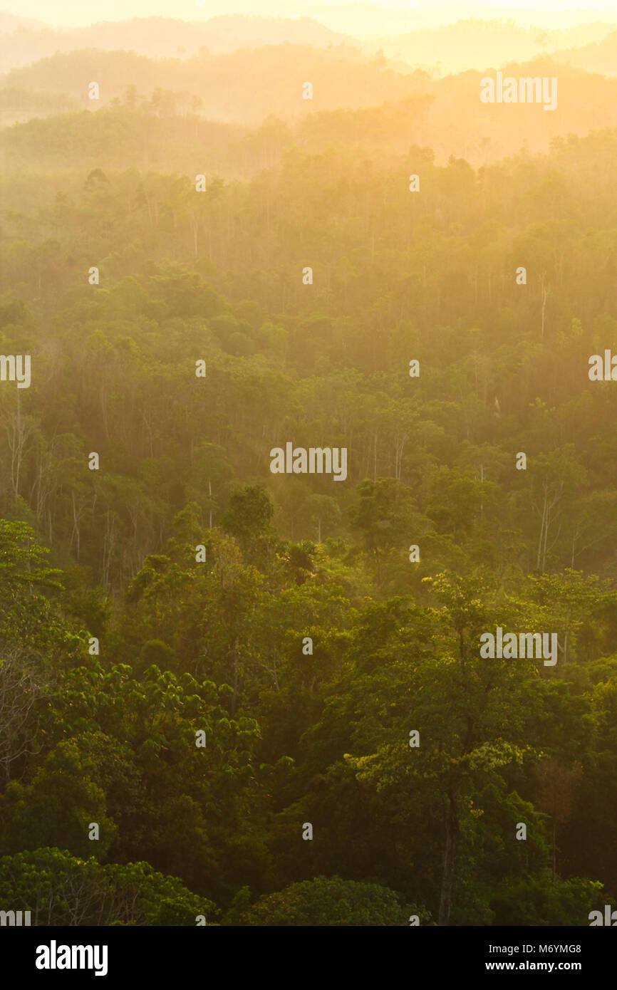 Golden sunrise over the dense jungle Stock Photo - Alamy