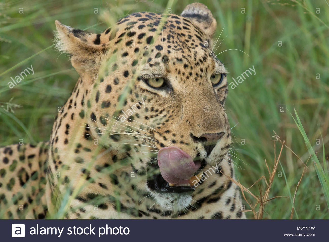 Leopard Tongue Stock Photos & Leopard Tongue Stock Images - Alamy