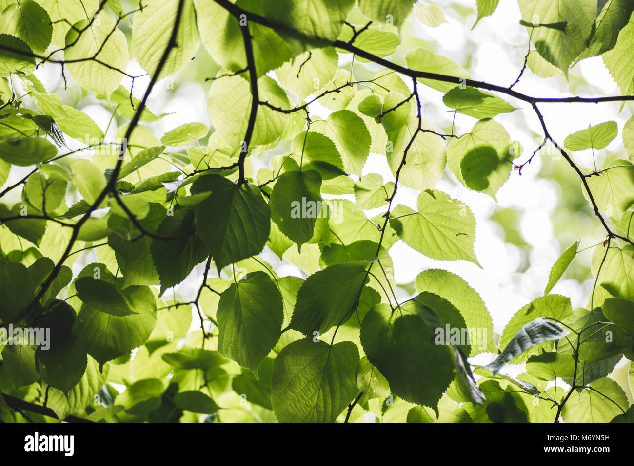 View from underneath a tree looking up at the leaves and branches Stock ...