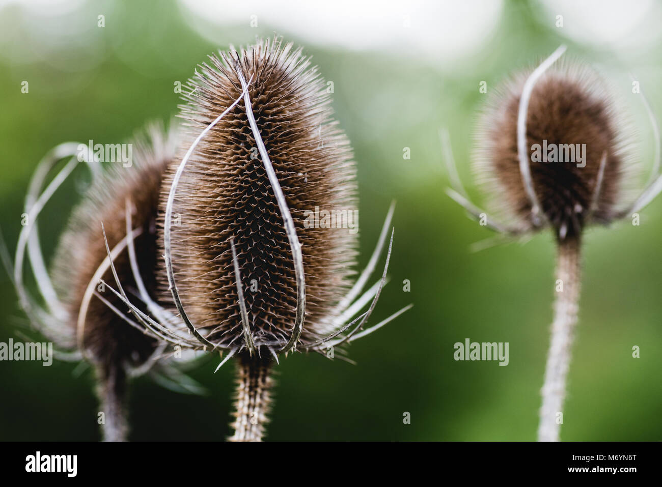 Dried thistle seed pods in front of a blurred green background Stock ...