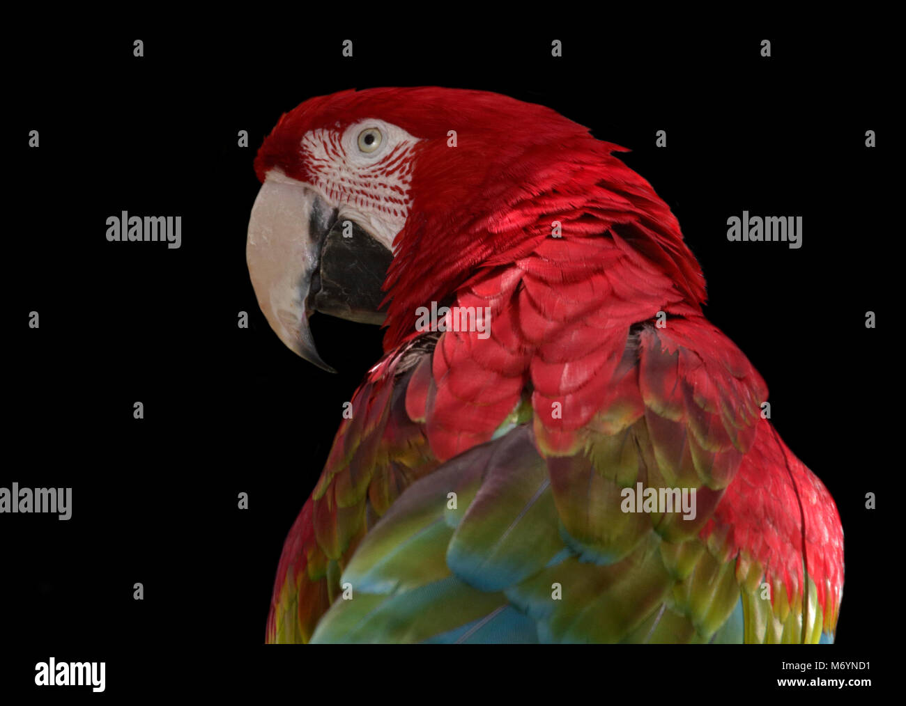 Green winged macaw parrot hi-res stock photography and images - Alamy