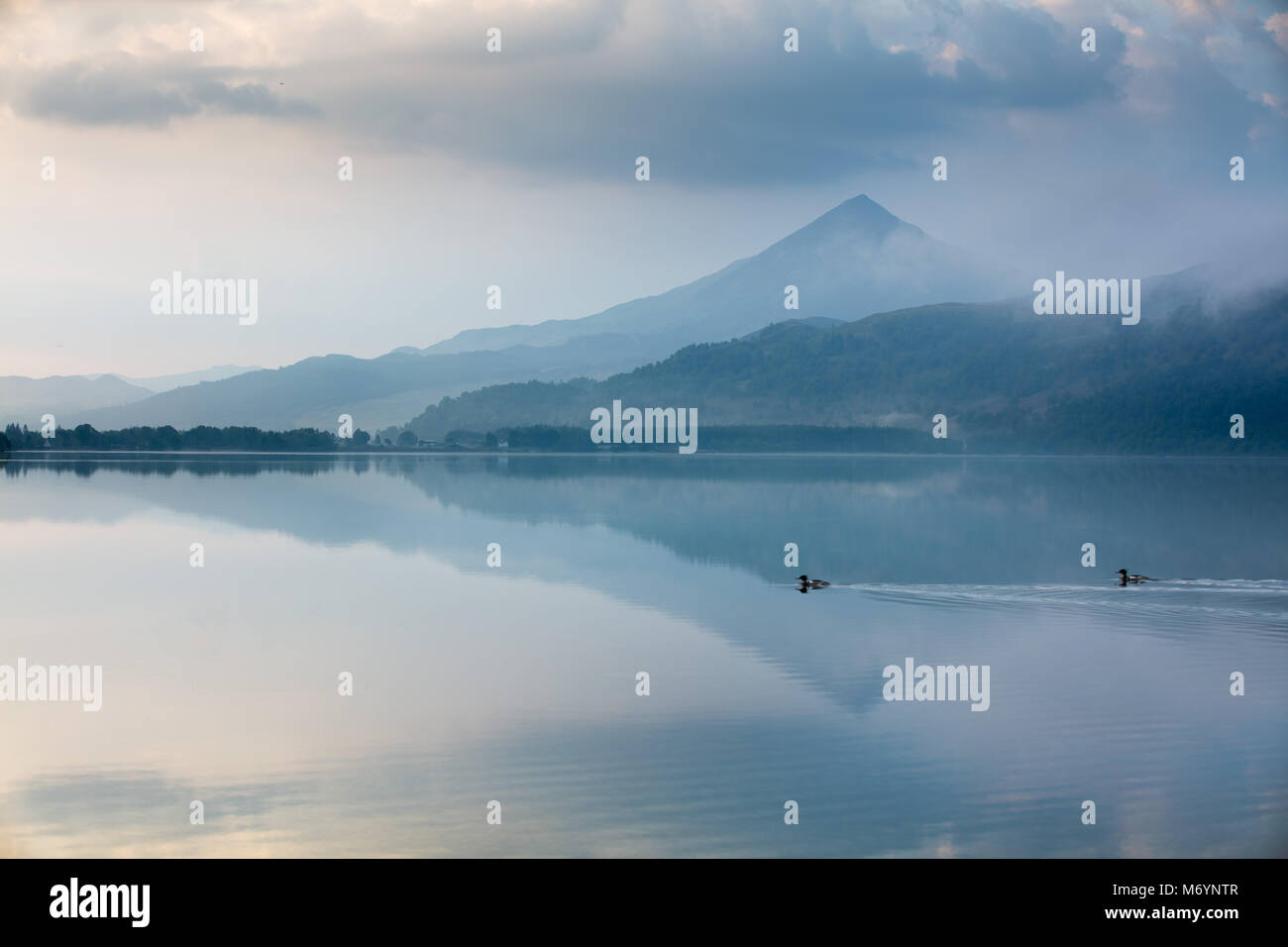 Ducks and Schiehallion's reflection on Loch Rannoch at dawn, Perthshire ...