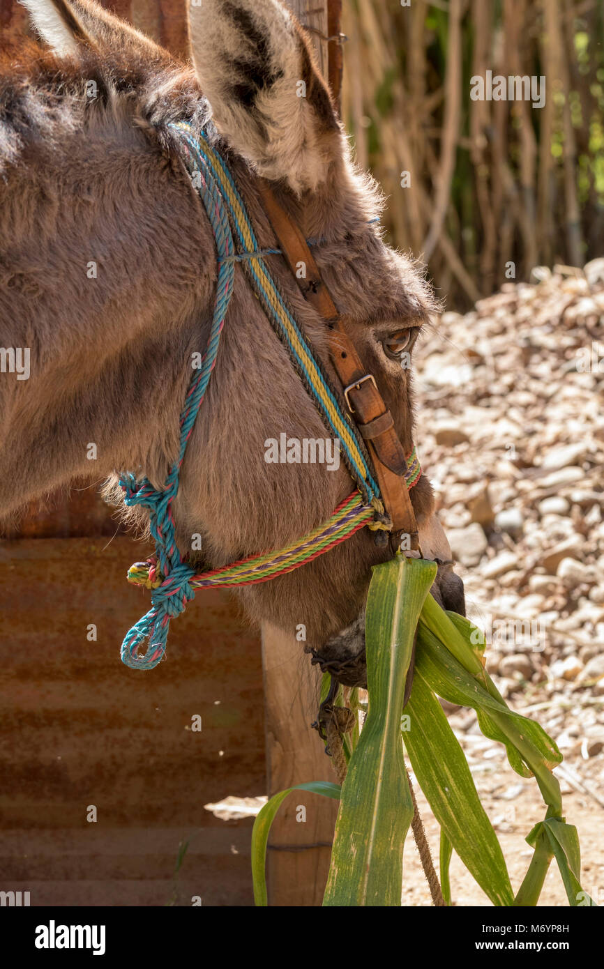 Burro hi-res stock photography and images - Alamy