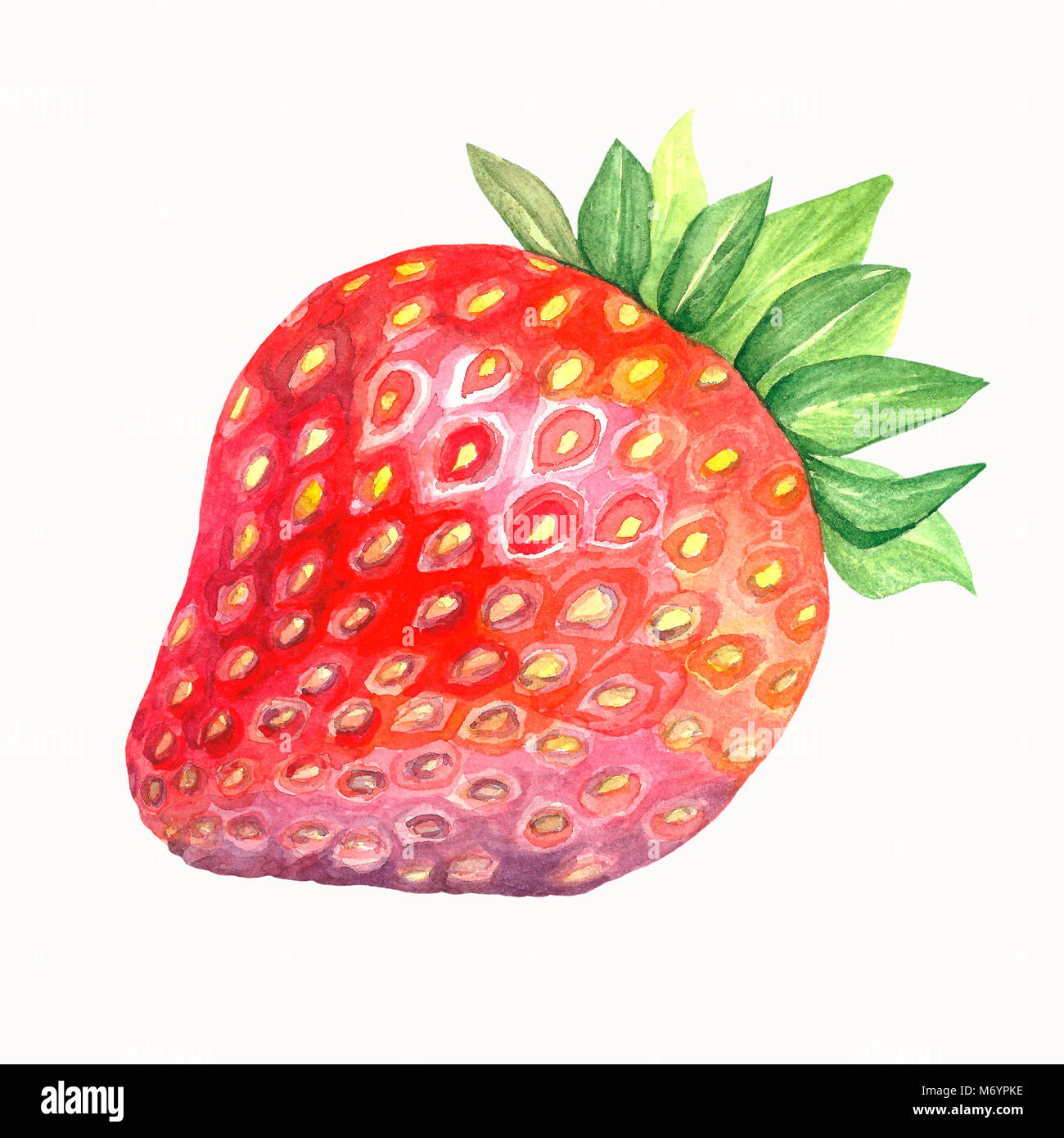 Watercolor of a strawberry. Fresh red berry. Isolated illustration on ...