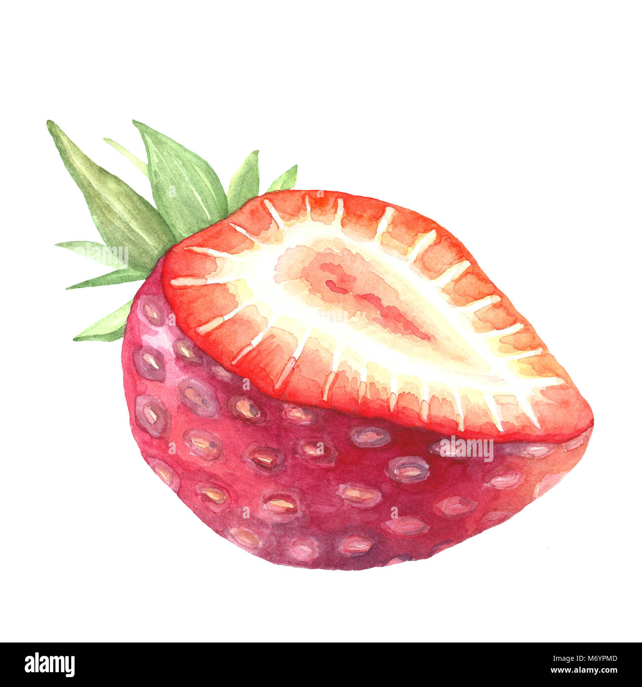Strawberries cut in half close-up. Watercolor illustration of a ripe ...